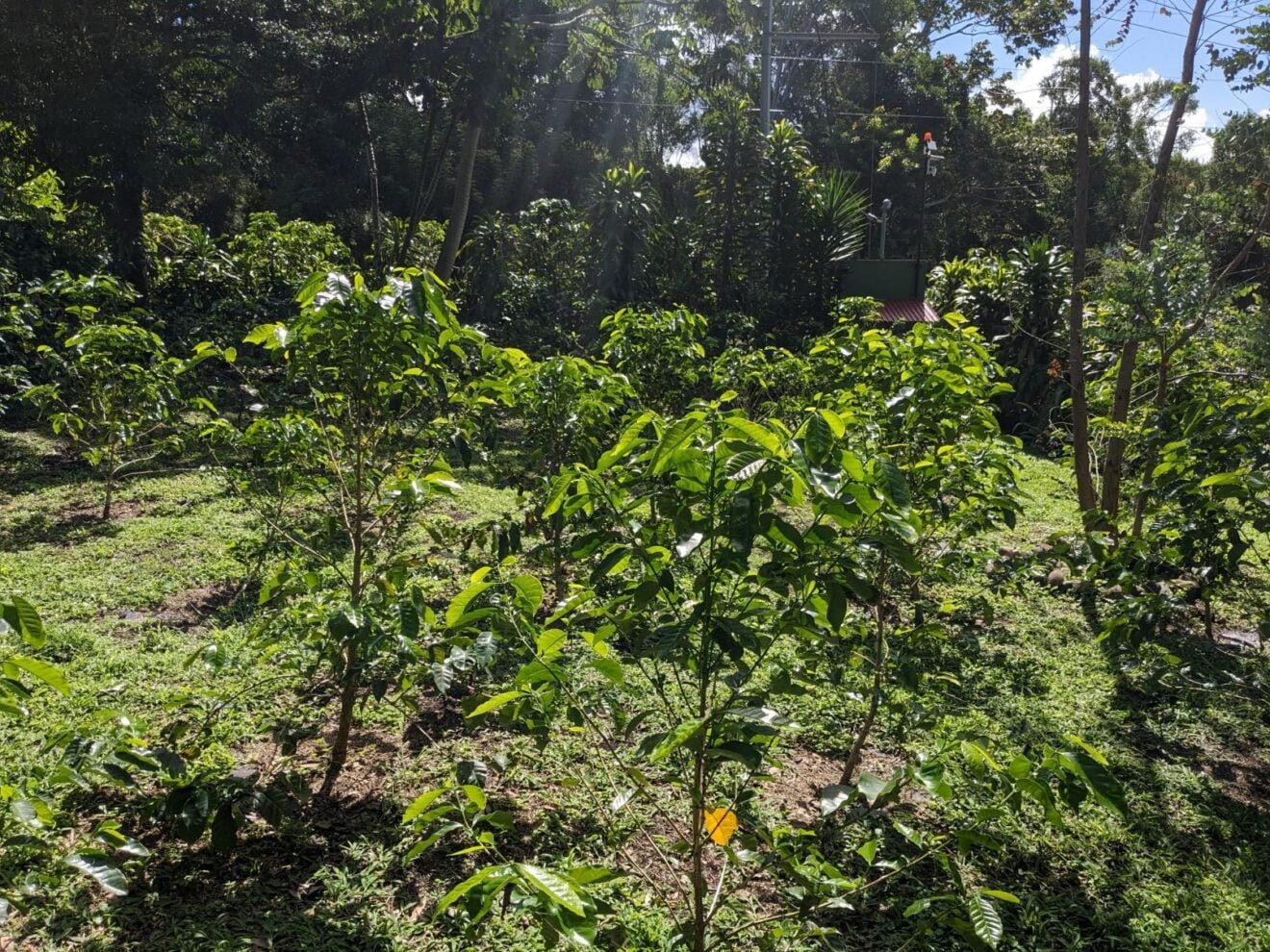 Getting Buzzed at the Finca Casanga Coffee Farm – Two Travel Turtles