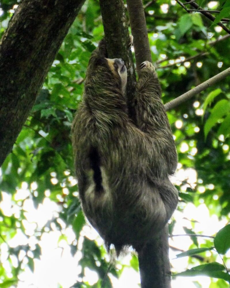 Our Garden of Eden – The Jungle Wildlife of OjoBIO – Two Travel Turtles