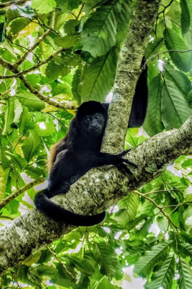 Our Garden of Eden – The Jungle Wildlife of OjoBIO – Two Travel Turtles