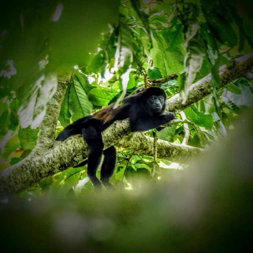 Our Garden of Eden – The Jungle Wildlife of OjoBIO – Two Travel Turtles